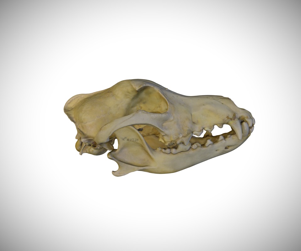 Dingo / CAS:MAM:20735 - 3D model by California Academy of Sciences ...
