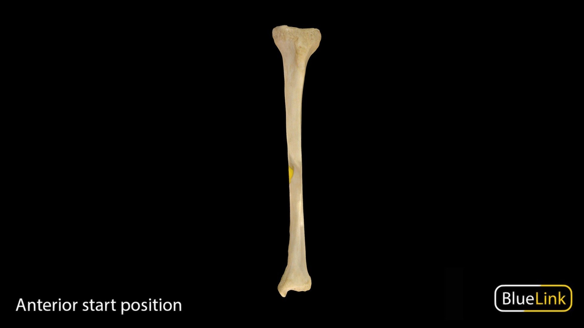 Tibia - 3D model by Bluelink Anatomy (@bluelinkanatomy) [e0ebcd8 ...