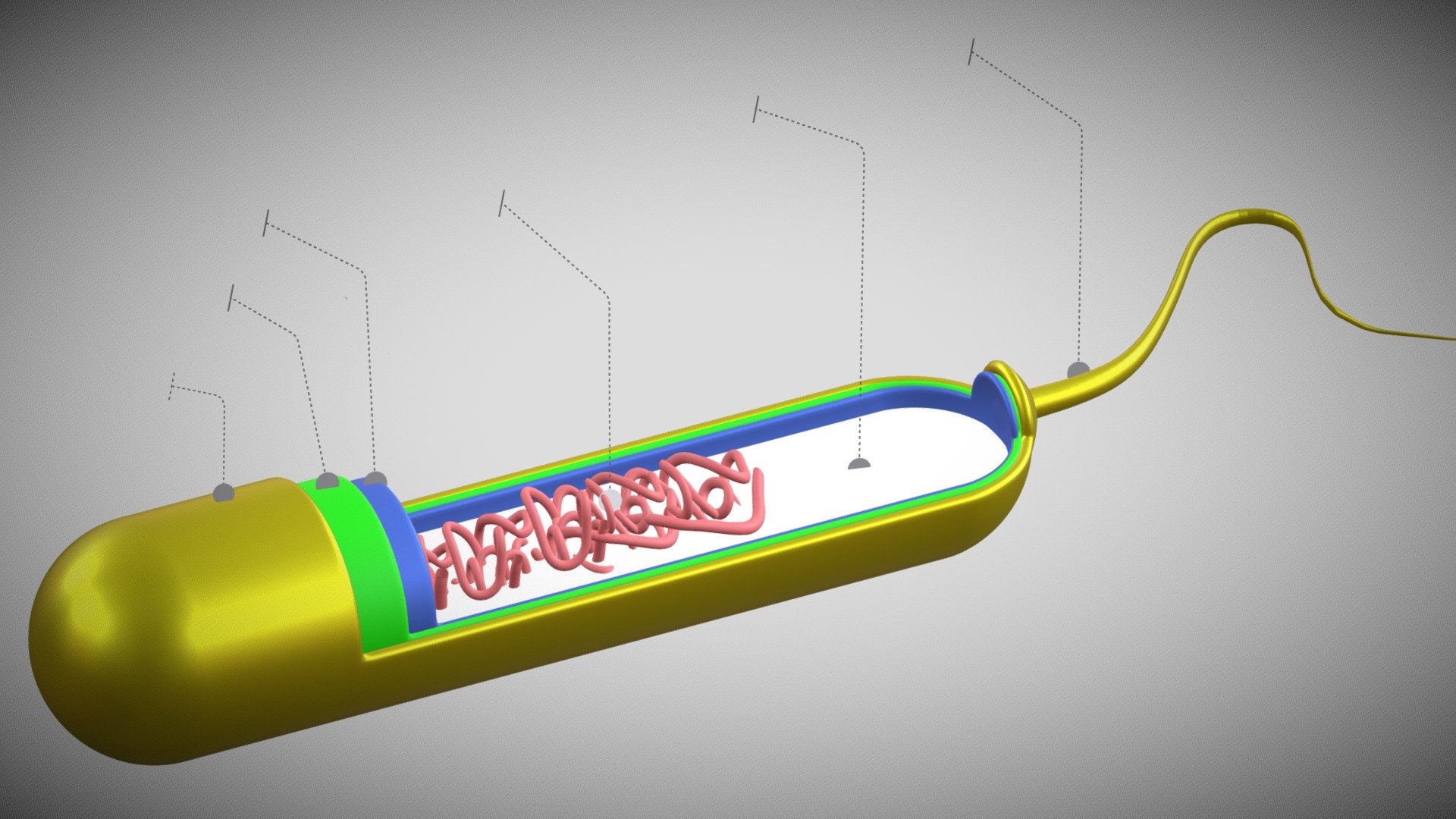 bacteria(细菌) - 3D model by 逍遥子 (@lxjian2008) [e0ec60f] - Sketchfab