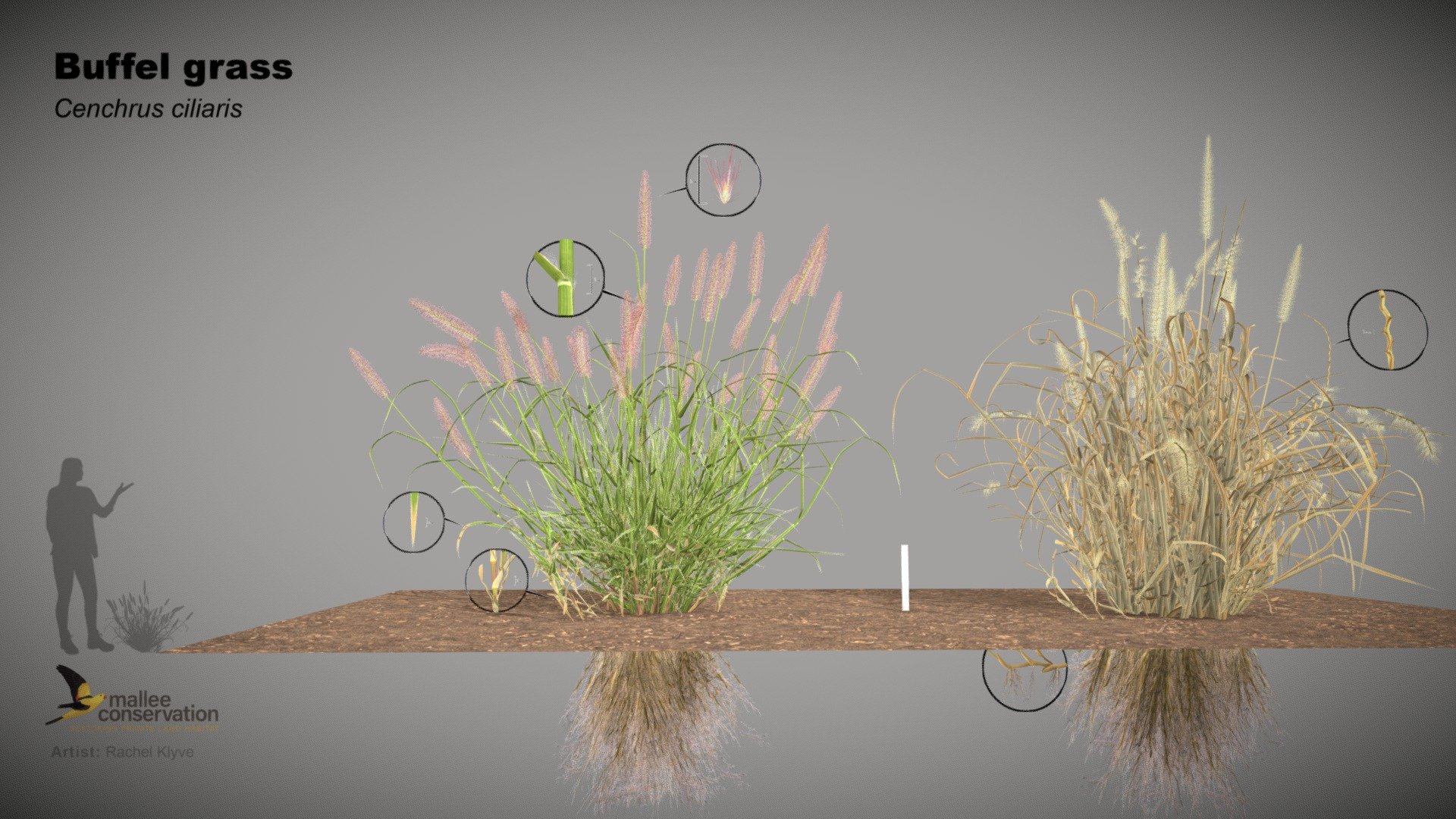 Buffel grass (Cenchrus ciliaris) - 3D model by Rachel Klyve ...