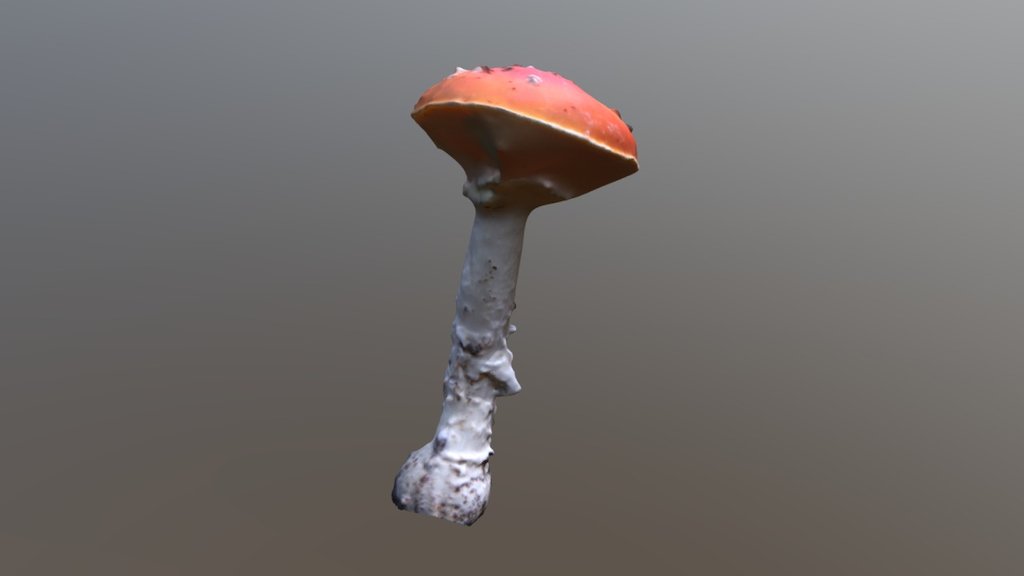 Magic Mushroom Test - Download Free 3D model by MarcusC [e0f1479 ...