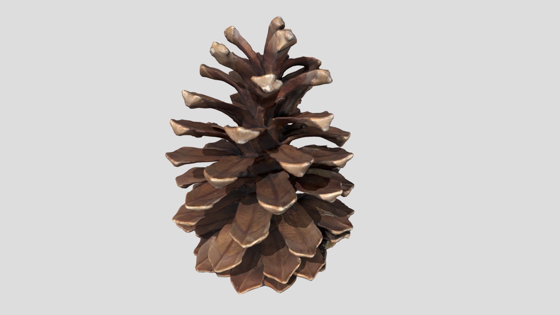 Kongle-01 Polycam - Download Free 3D model by Tore Lysebo (@torelysebo ...