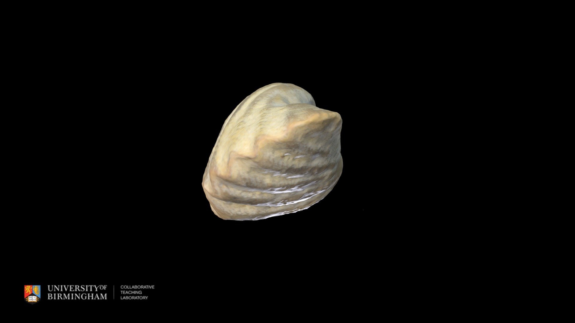 Brachiopod: Howellella 2 - Download Free 3D model by CTL, University of ...