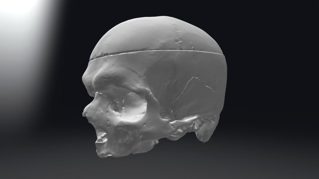 Skull without mandible - 3D model by threeding.com [e100bb7] - Sketchfab