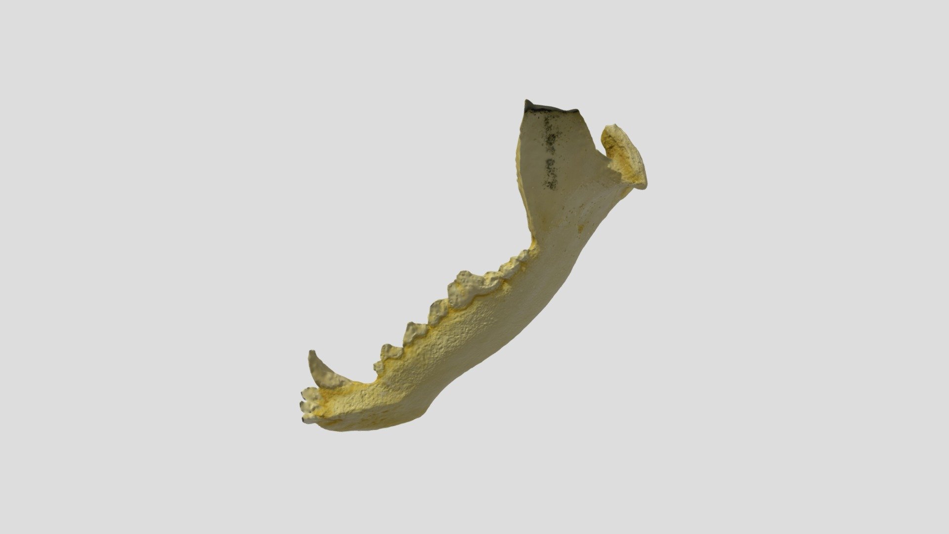Dog Mandible Scan - Download Free 3D model by ianmacboyd [e100d26 ...