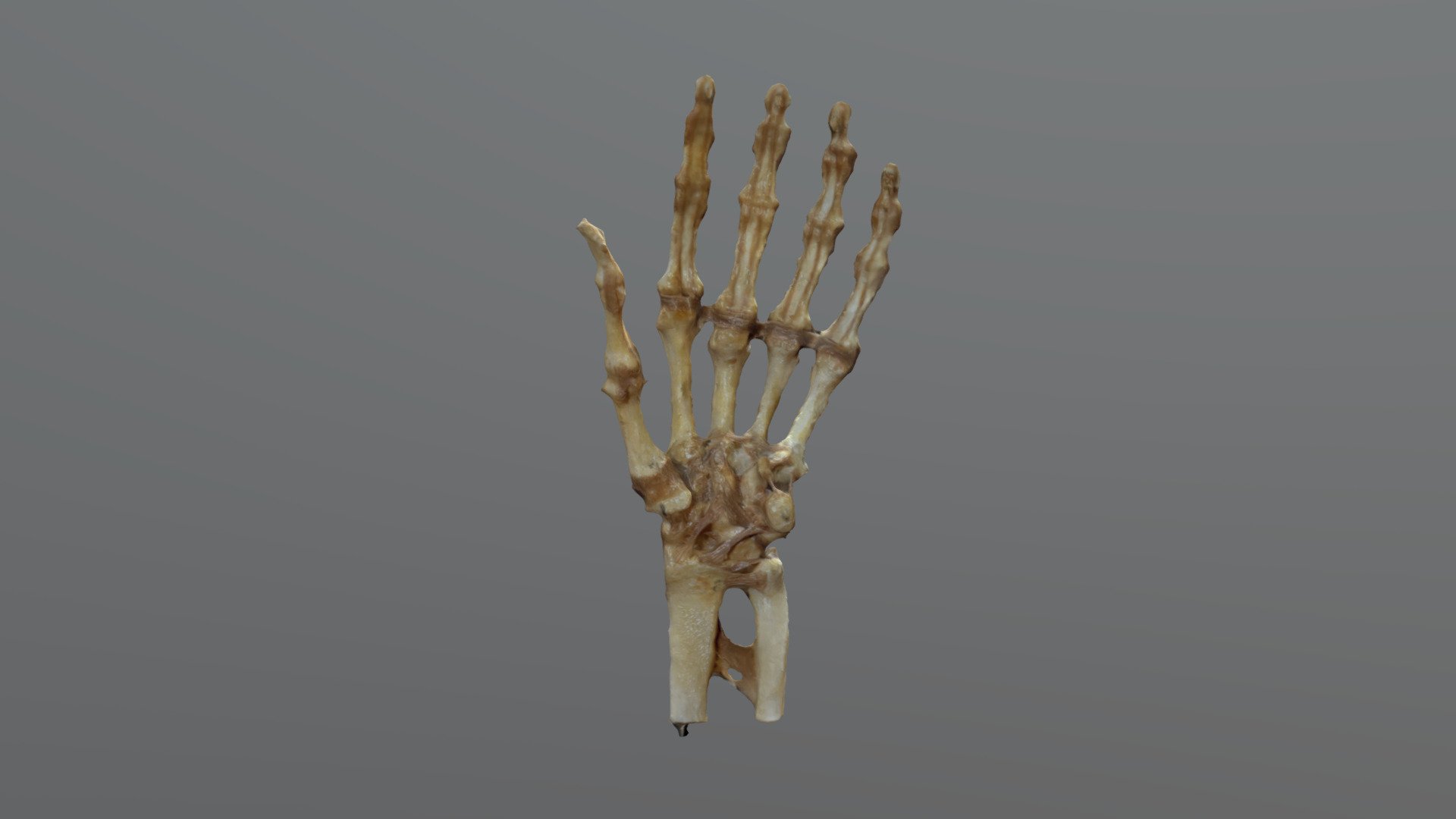 Main gauche humaine - Download Free 3D model by Tavernier Amaury ...