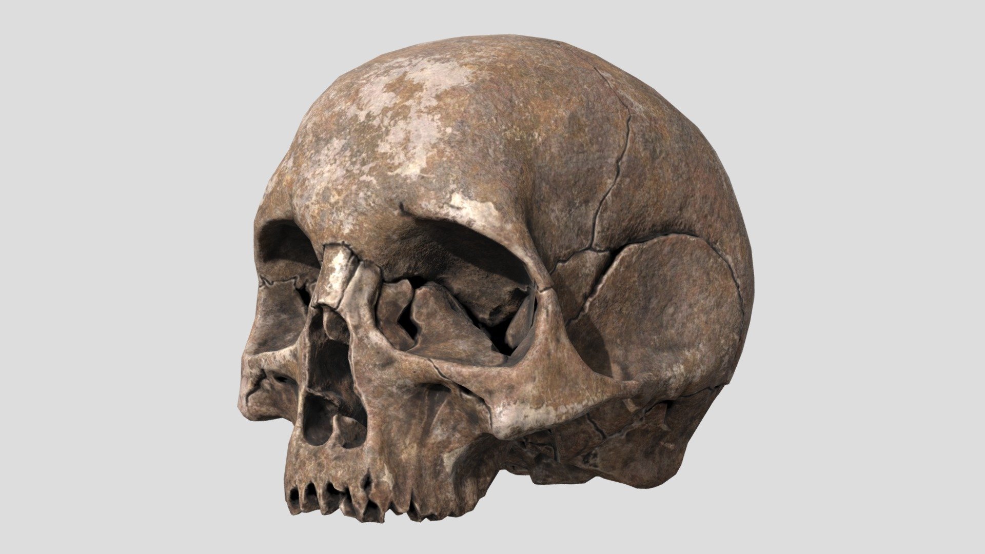 Human Skull Old - Buy Royalty Free 3D model by luxe3dworld [e11824c ...