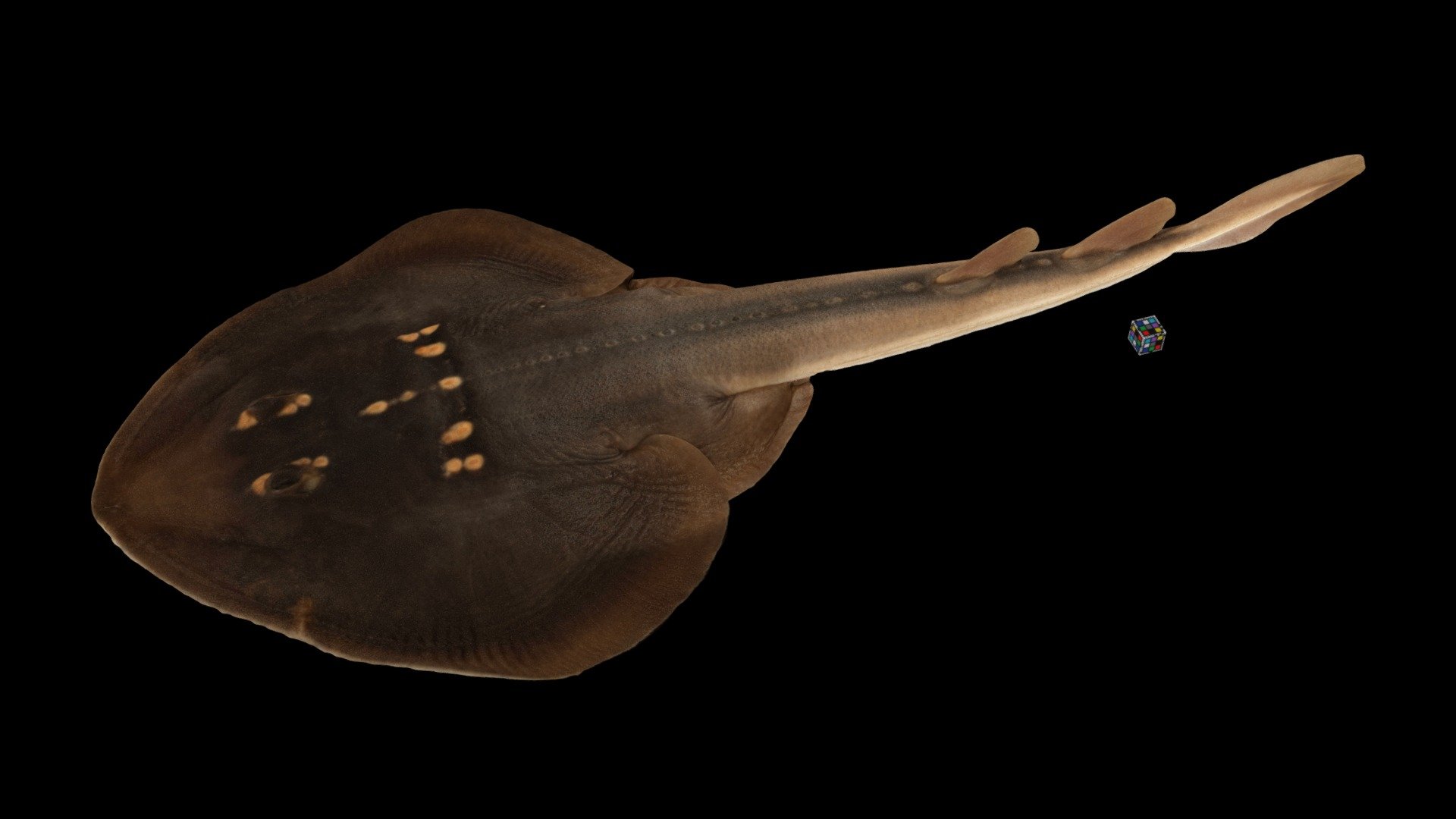 CC0 ウチワザメ 🦈 ♂ Yellow-spotted Fanray, P. tangi - Download Free 3D model ...