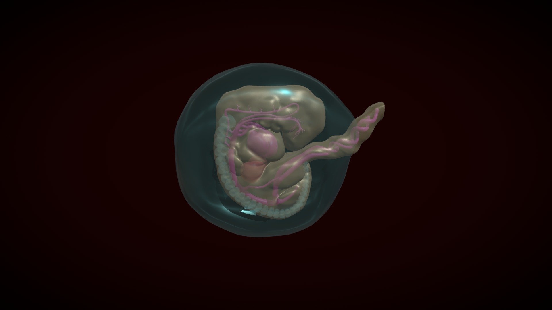 Carnegie Stage 14, 33 day old embryo - 3D model by Catherine Sulzmann ...
