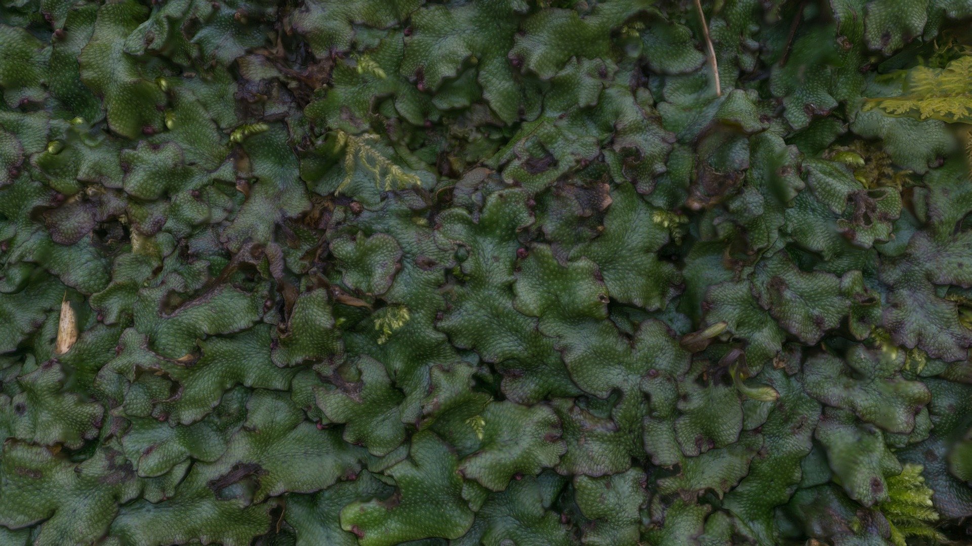 Hepatica talosa_2x texture - Buy Royalty Free 3D model by yelizegi ...