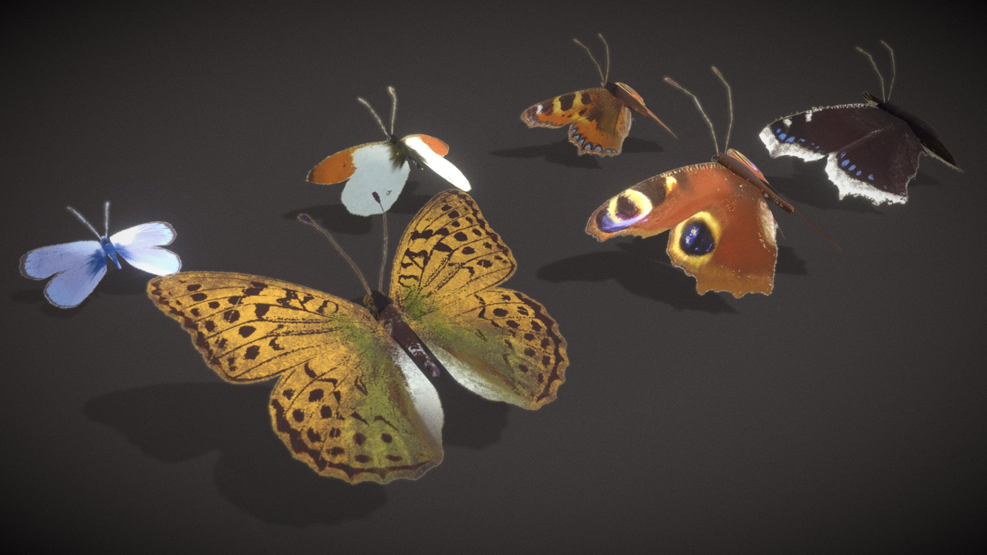 Butterflies - 3D model by Clonk [e120f99] - Sketchfab