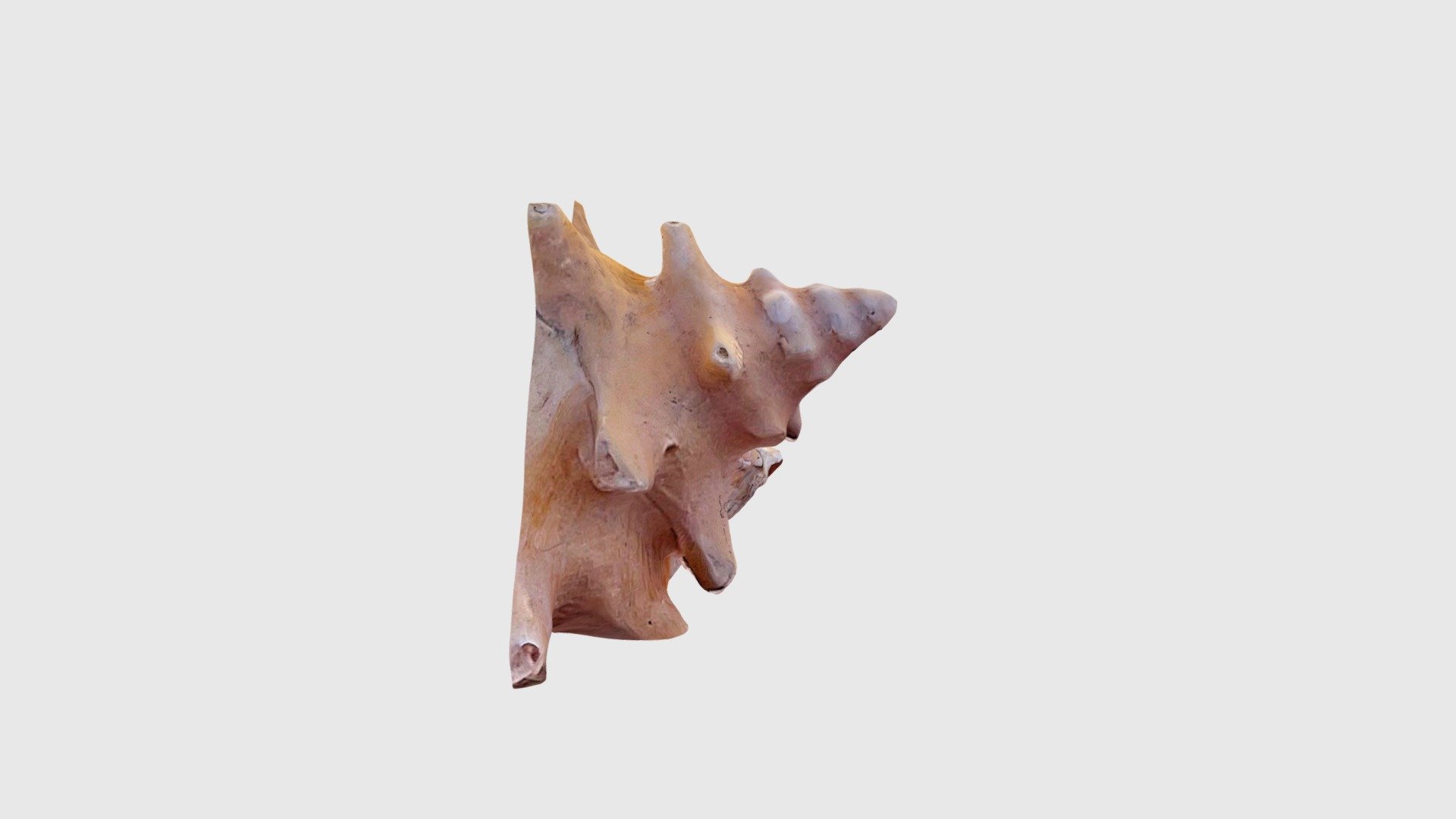 Shell - Download Free 3D model by getgetty [e120faf] - Sketchfab