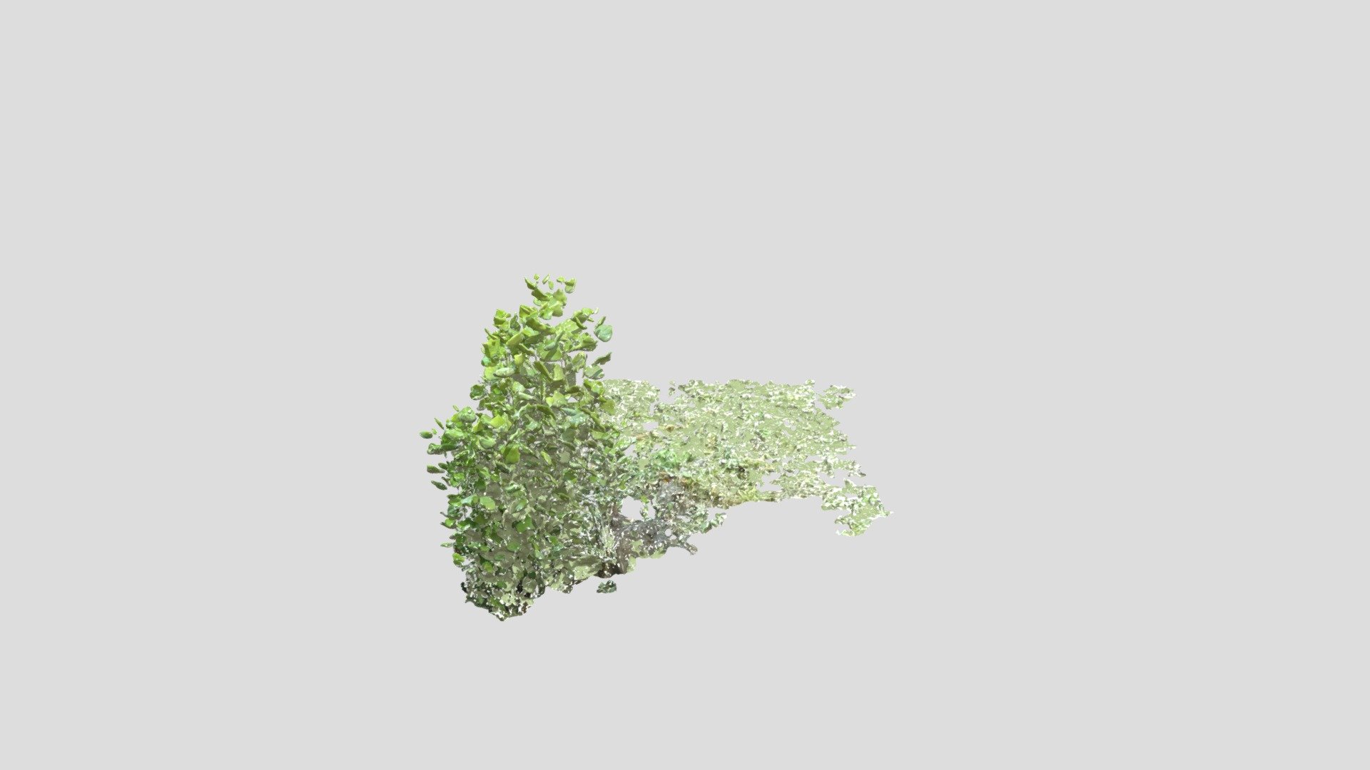 The_shrub_textured_mesh_glb - 3D model by Sergey (@vasilenko066 ...