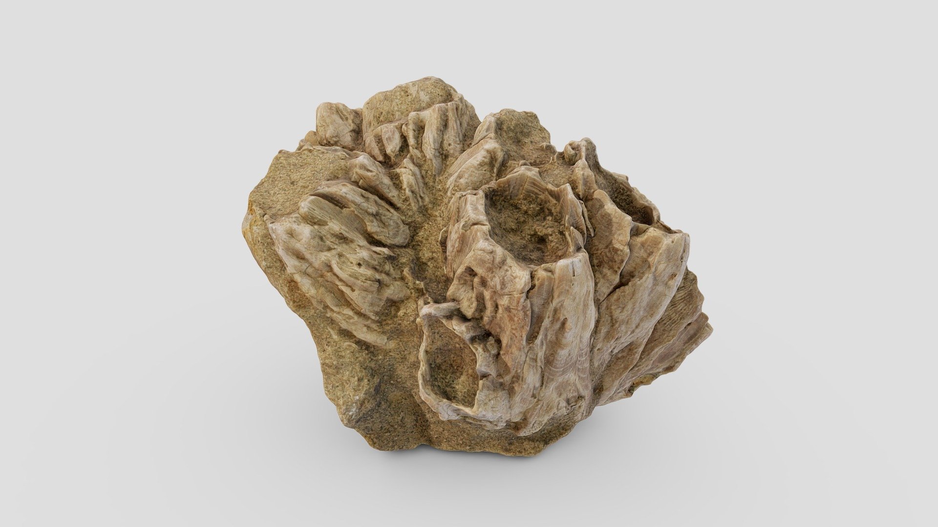 Cirripedia - 3D model by CSULB Geology (@richard.behl) [e128d41 ...
