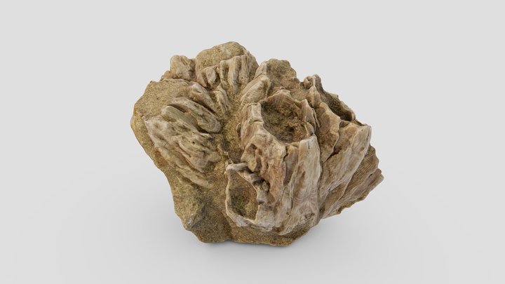Barnacle 3D models - Sketchfab