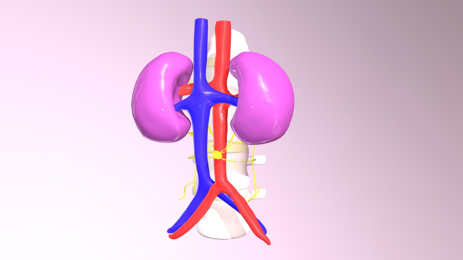 Urinary Tract - 3D model by tnisi6789 [e12b7f3] - Sketchfab