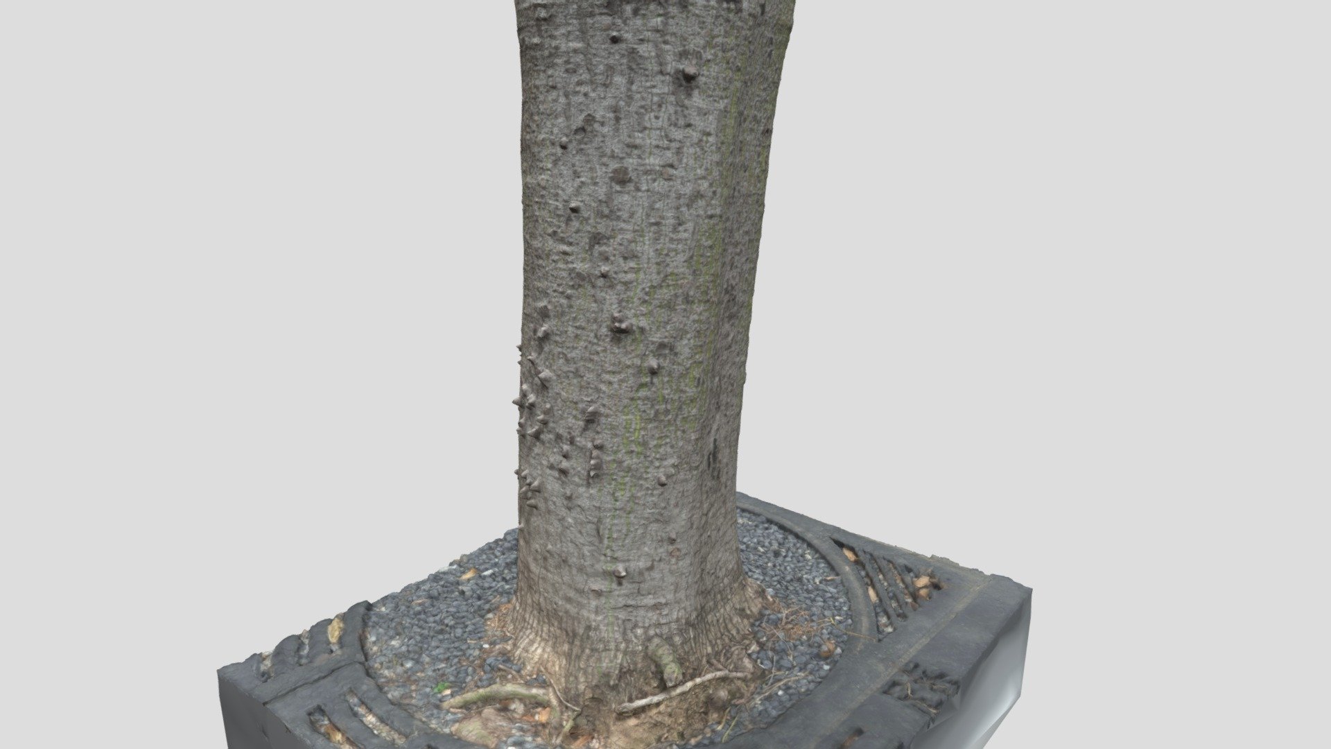 Tree 27 Scan - Download Free 3D model by joeshu [e12c00a] - Sketchfab