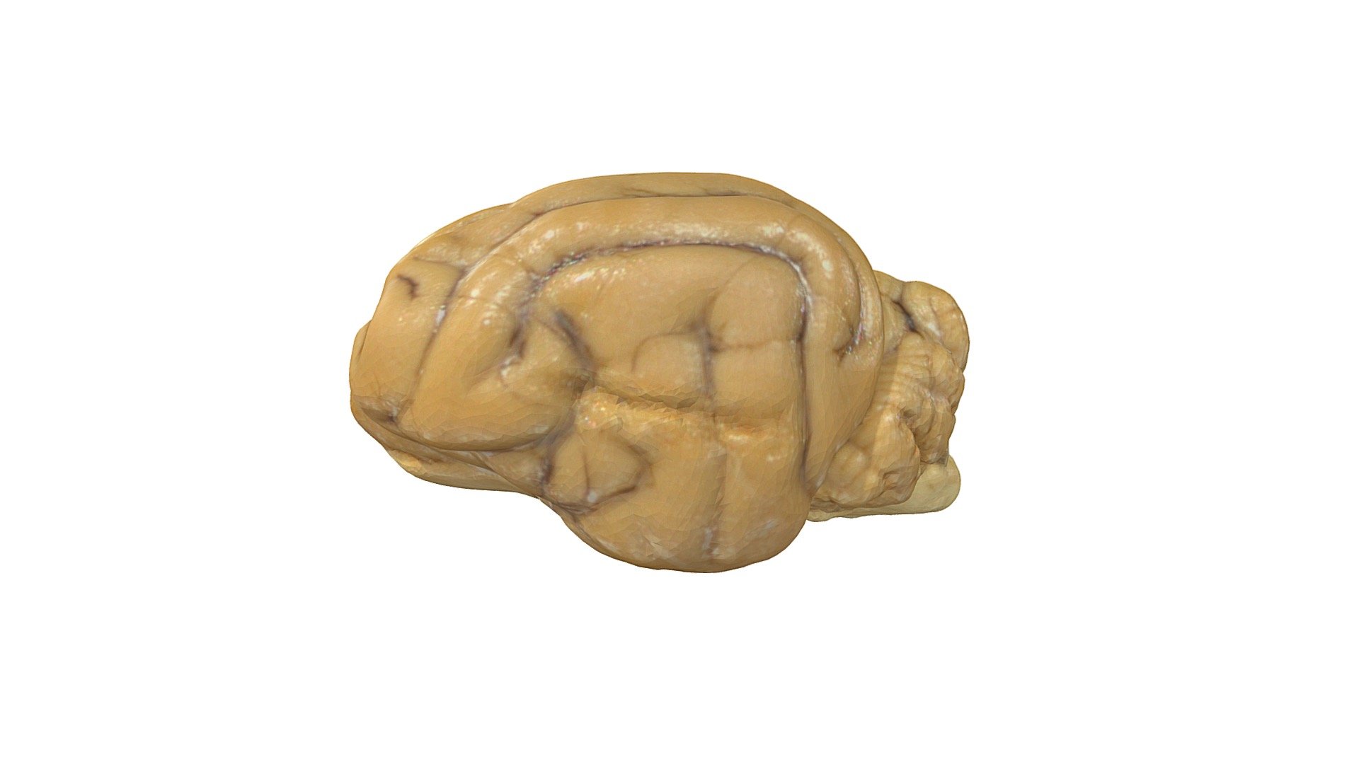 Cat, brain (plastinate 1) - 3D model by Vetanat.UZH [e13473c] - Sketchfab