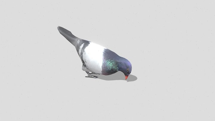 Pigeon 3D models - Sketchfab