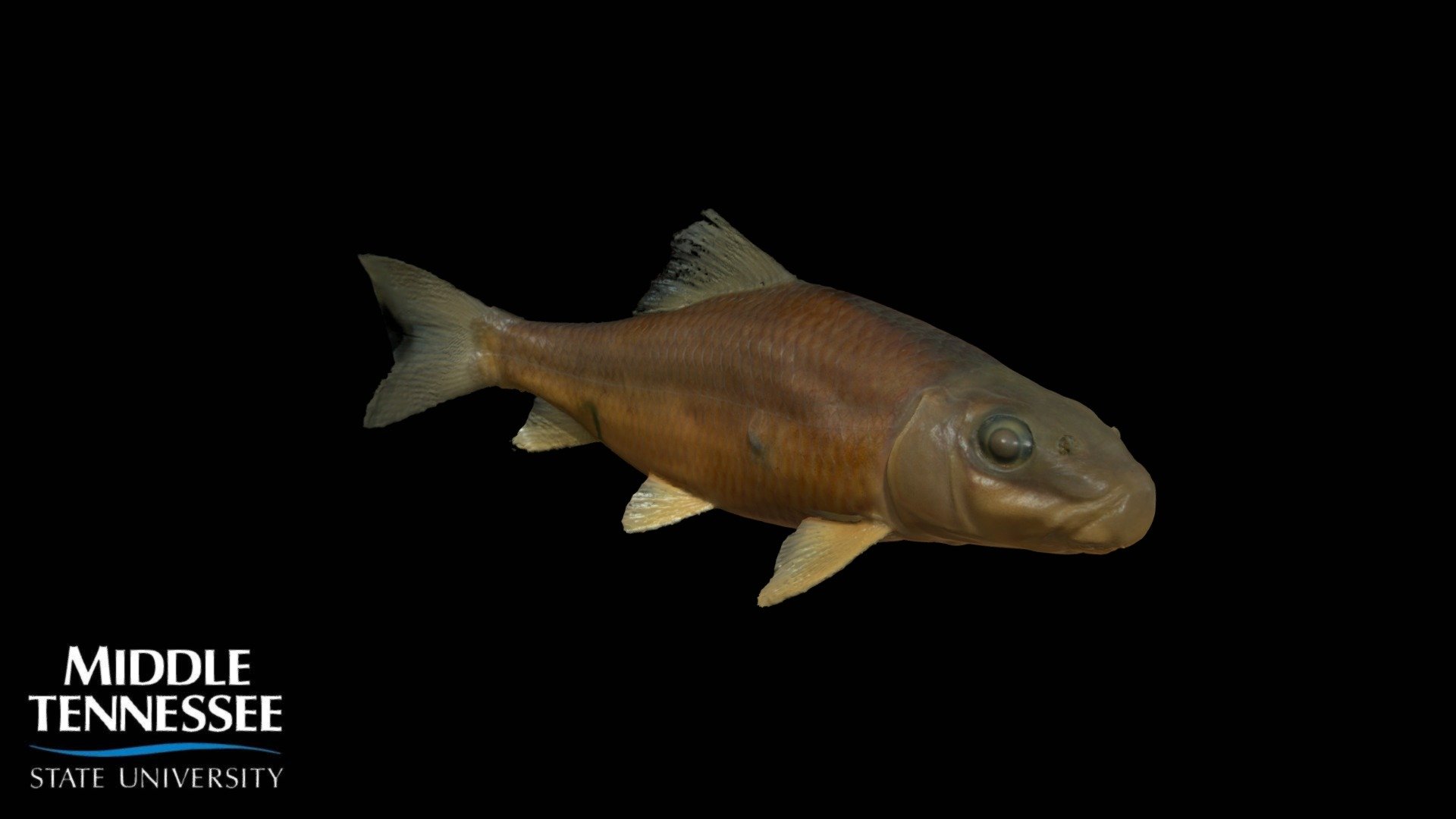 Black Redhorse - Moxostoma duquesnei - Download Free 3D model by ...