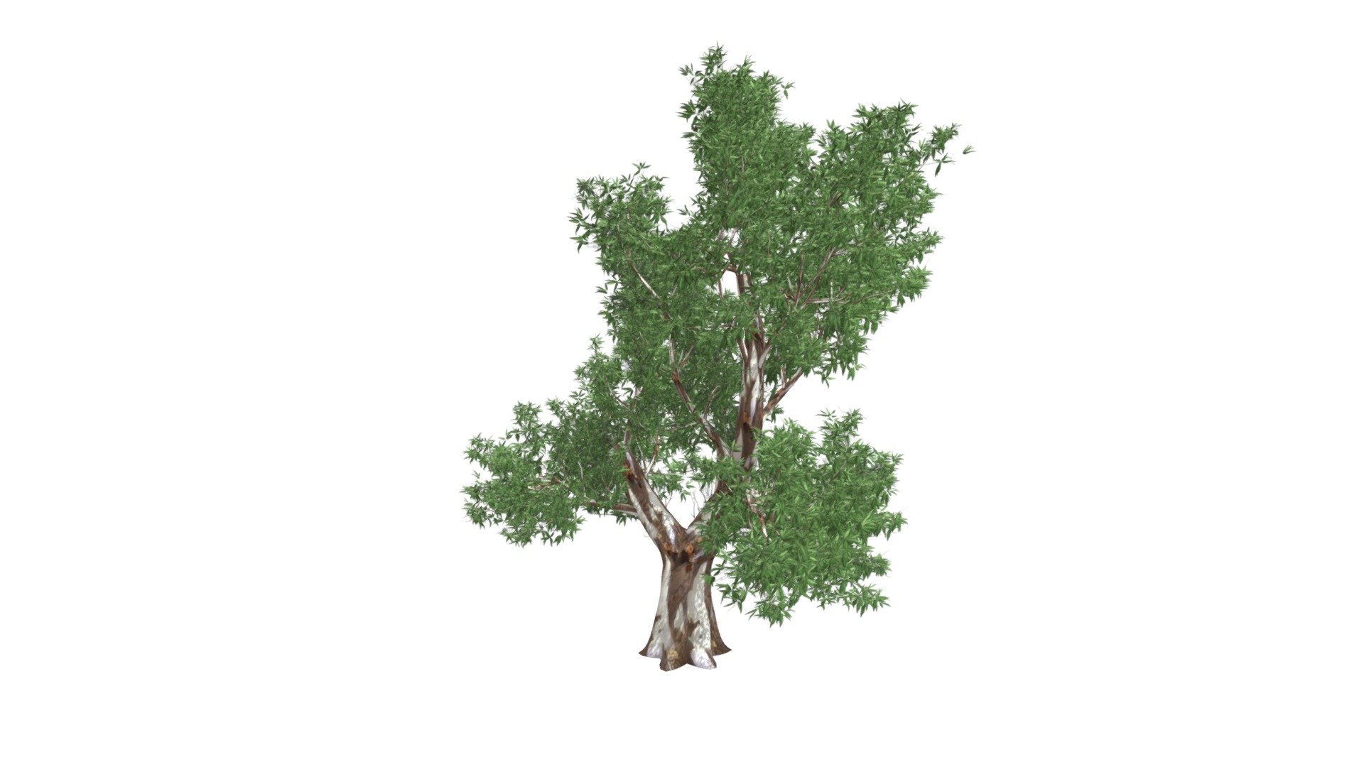 Red Gum Tree #09 - Buy Royalty Free 3D model by meshshape [e13f8db ...