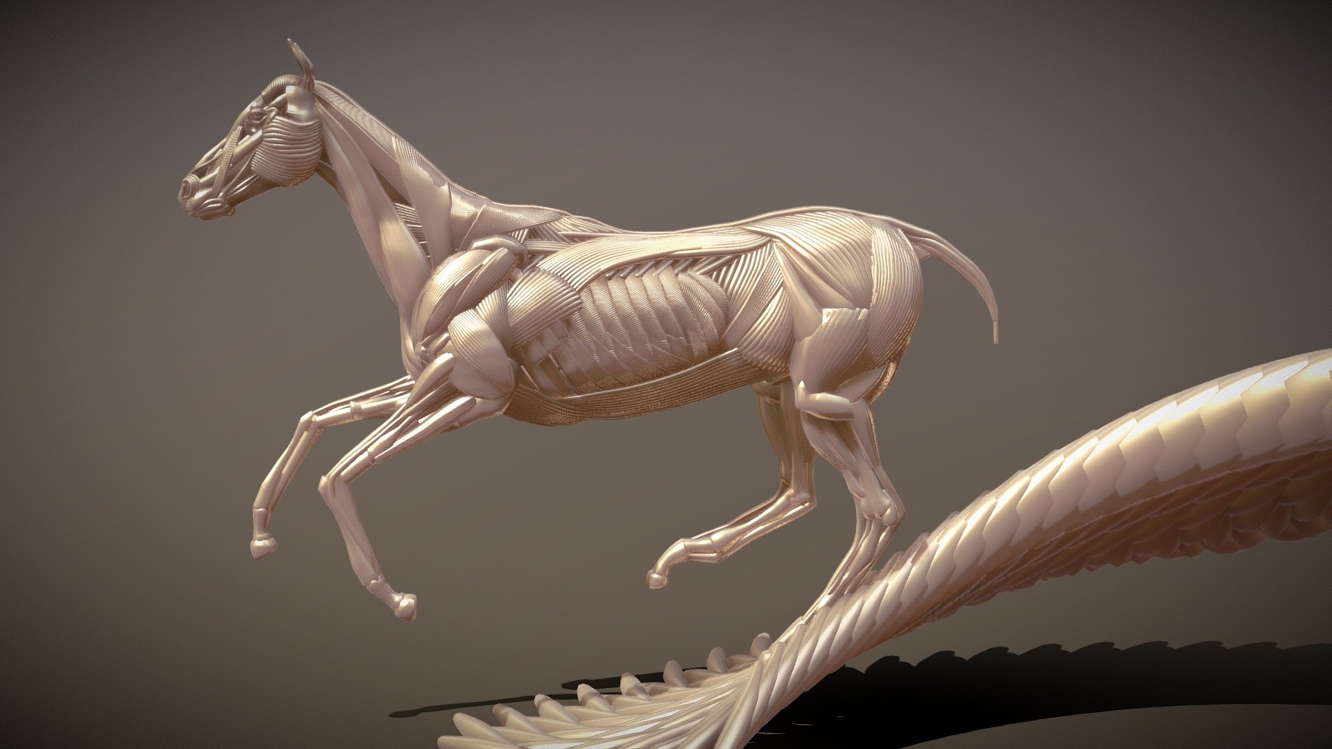 Running horse ecorche - Buy Royalty Free 3D model by Christophe GUIVANT ...