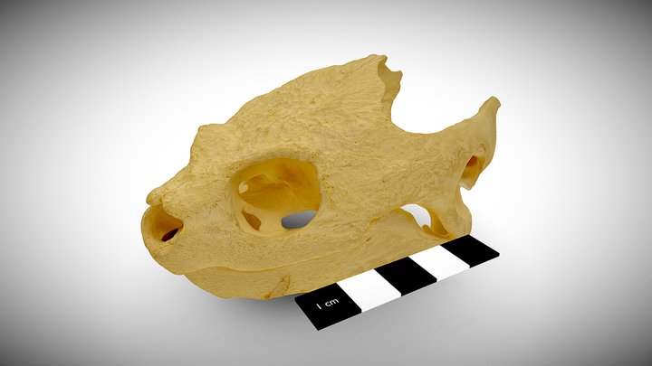 Chelonian 3D models - Sketchfab