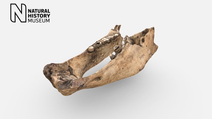 Mylodon 3D models - Sketchfab