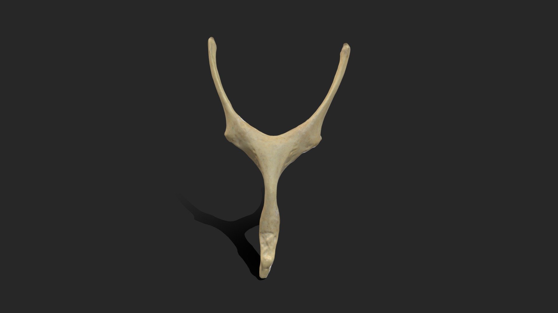 Furcula (Wishbone) - 3D model by MSP-Paleo [e1514cc] - Sketchfab