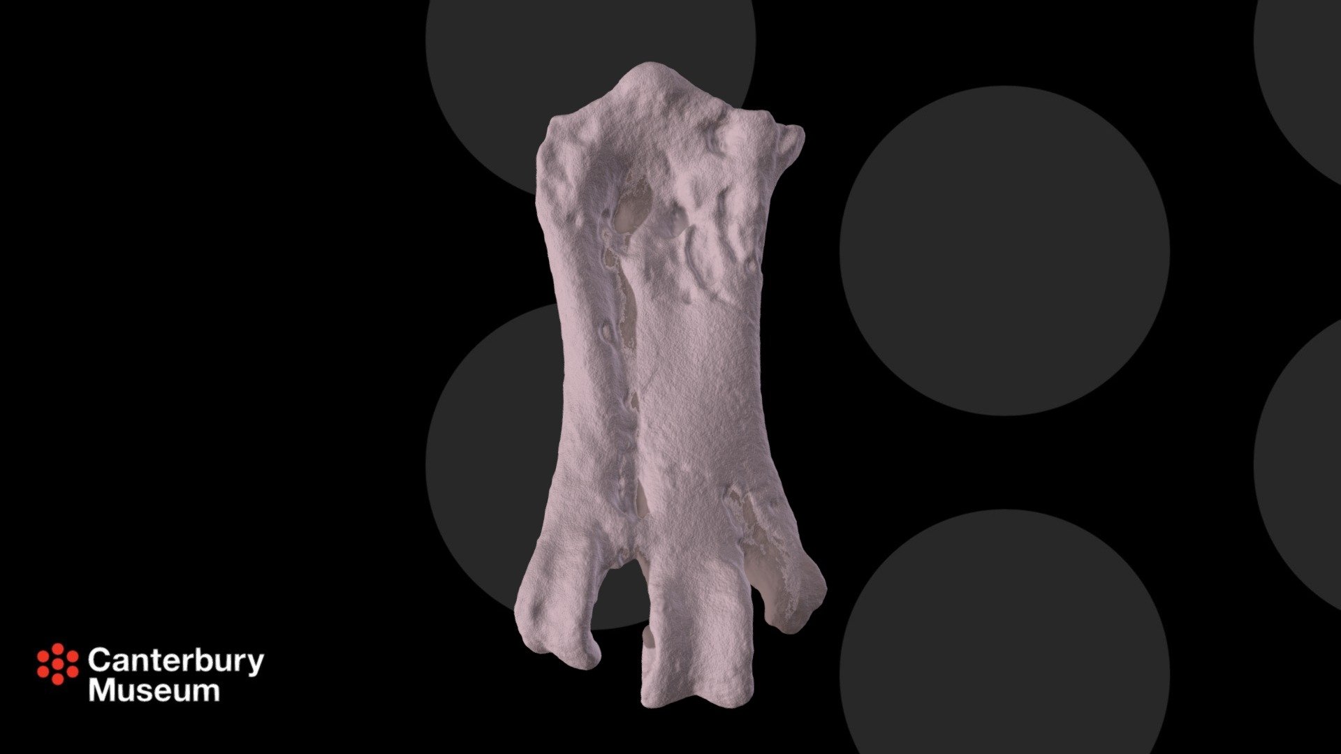?Crossvallia waiparensis tmt - 3D model by Canterbury Museum ...