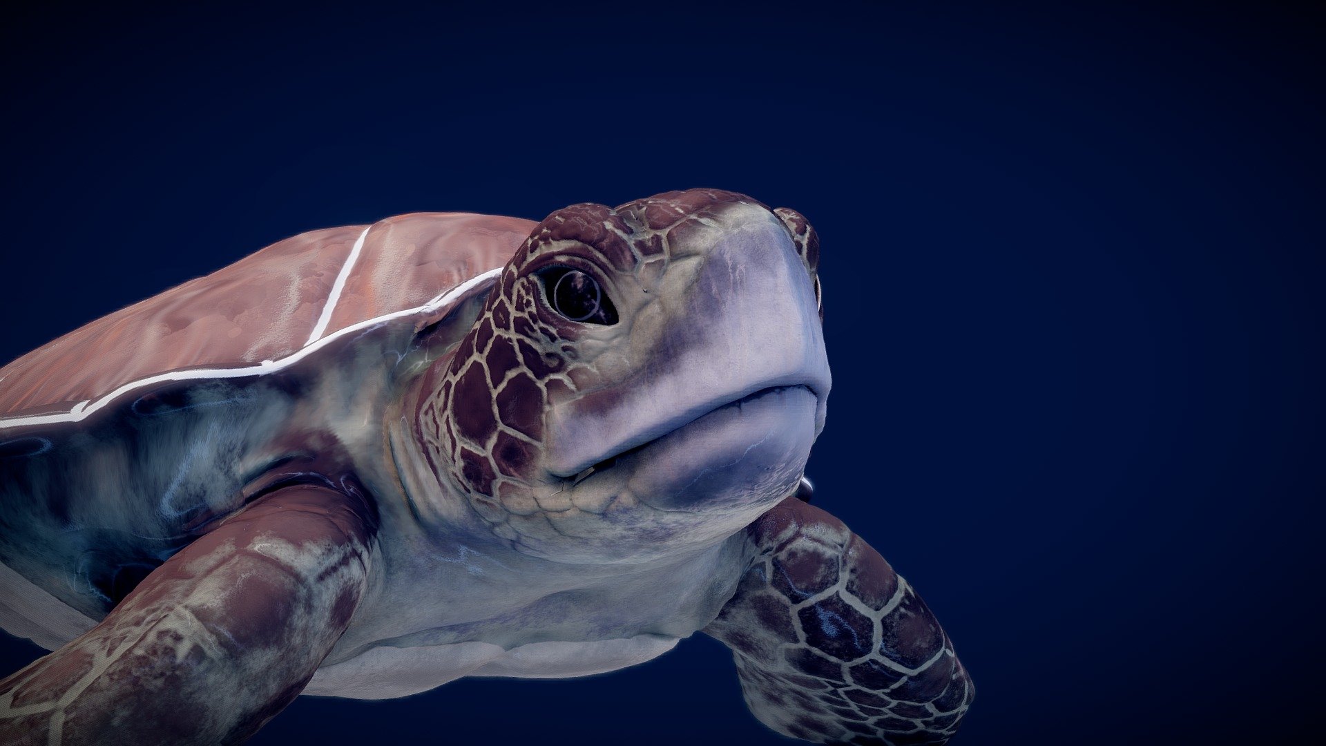 Sea turtle - Buy Royalty Free 3D model by Zyleck [e158e0d] - Sketchfab ...