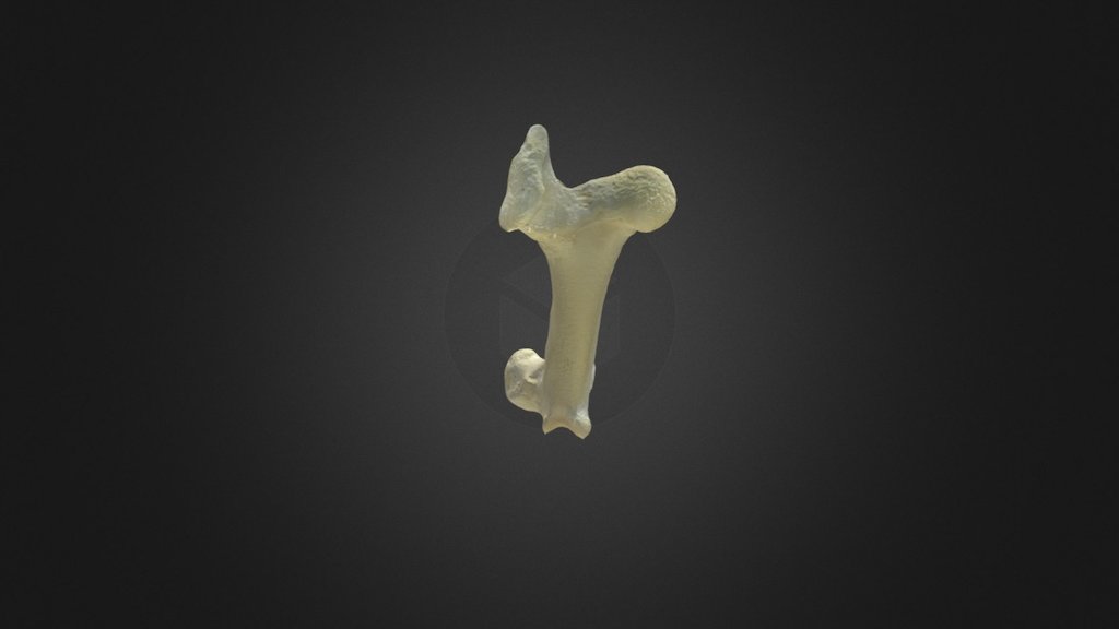 Bison Femur - 3D model by jwcrowel [e15bb00] - Sketchfab