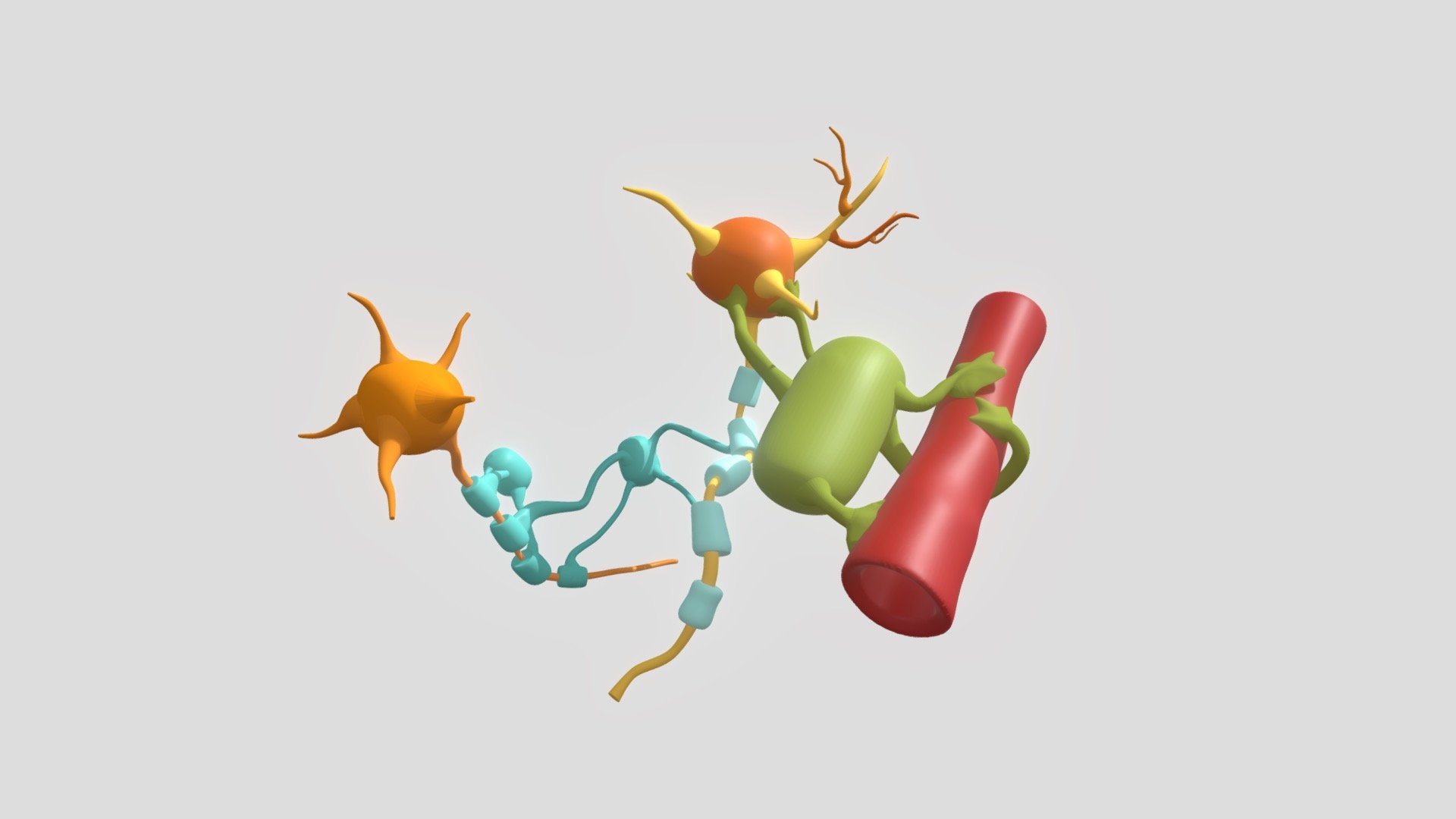 Central nervous system ( CNS) cells - 3D model by Sitokin 3D ...