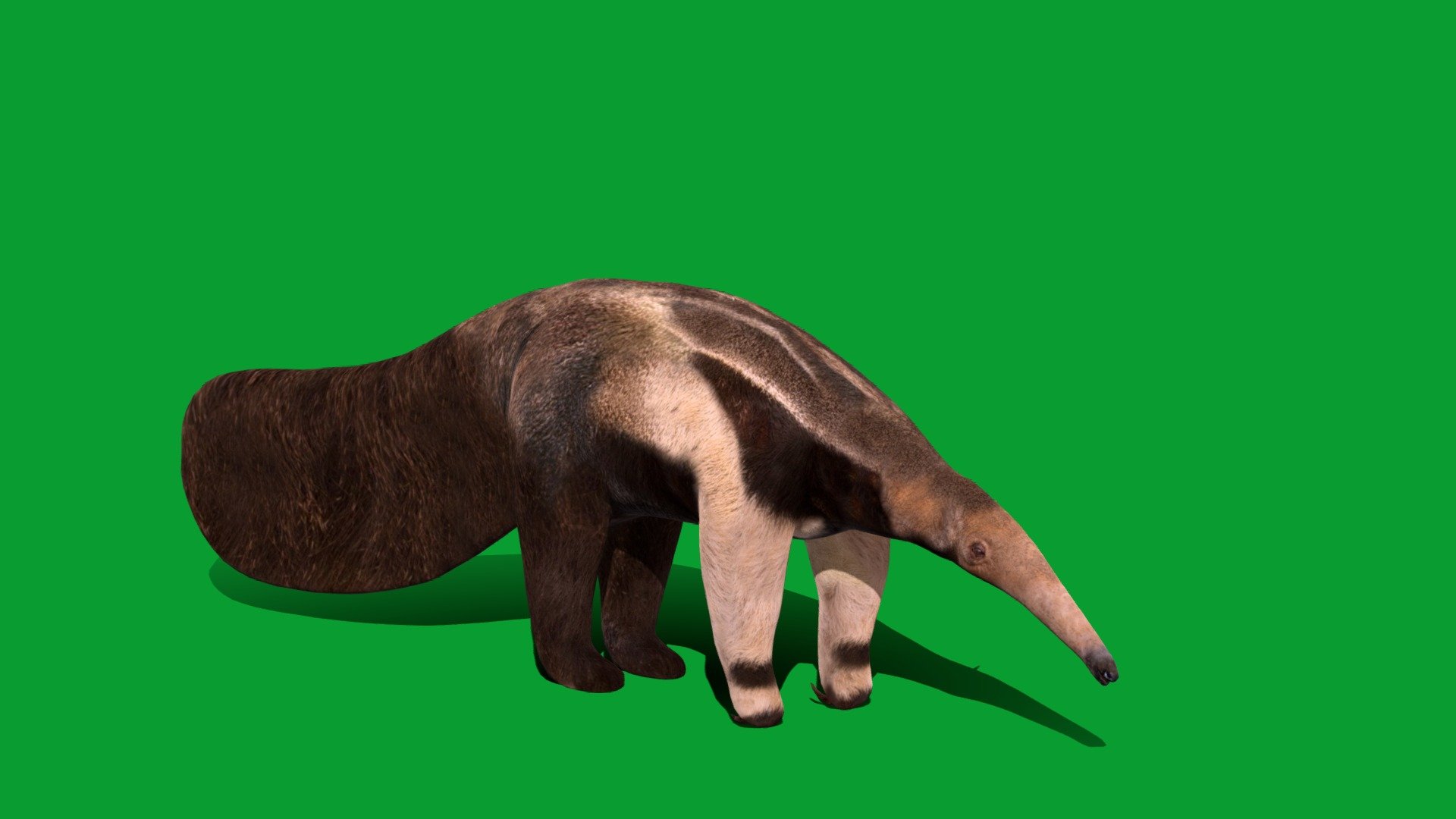 Giant Anteater - 3D model by Nyilonelycompany [e1608f8] - Sketchfab