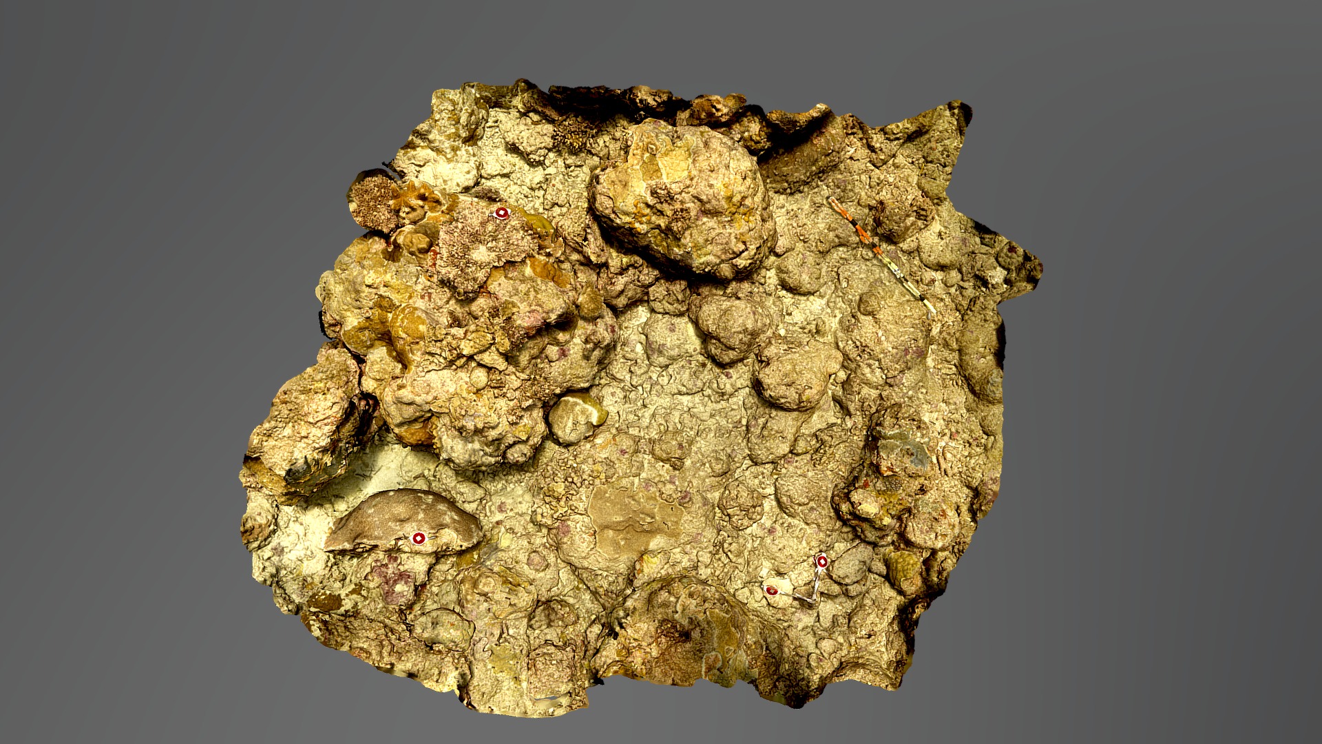 Orange 1C North (30fsw) - Coral Monitoring - 3D model by The MEGA Lab ...