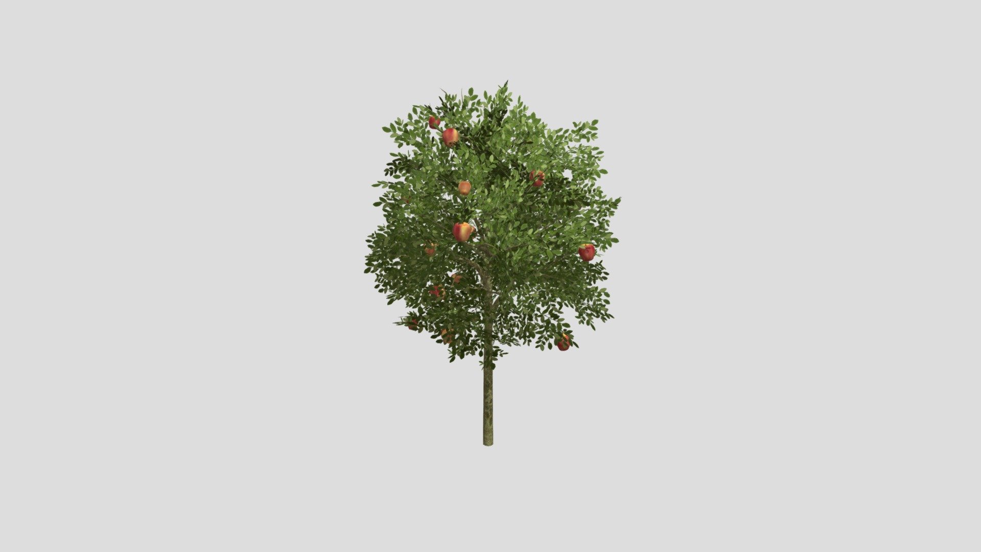 Apple Tree - 3D model by nurmaisarahr [e16a52b] - Sketchfab