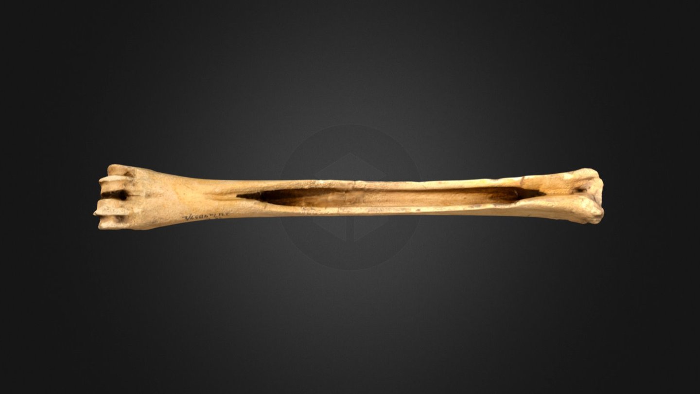 Bone Beamer (2317a4859-2) - Download Free 3D model by RLA Archaeology ...