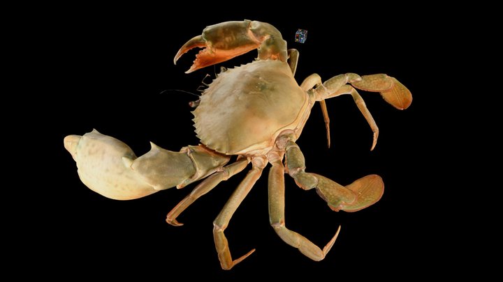 Portunidae 3D models - Sketchfab