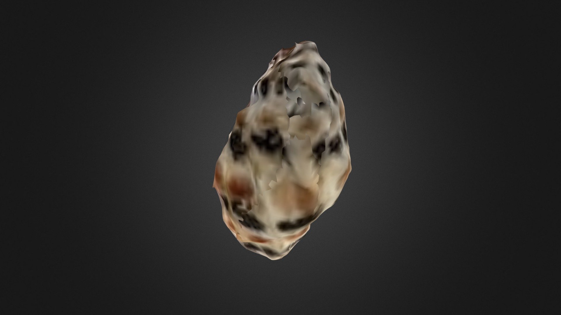Morula musiva (Kiener, 1835) - 3D model by 3D collection (@phanh1711999) [e1719e0] - Sketchfab