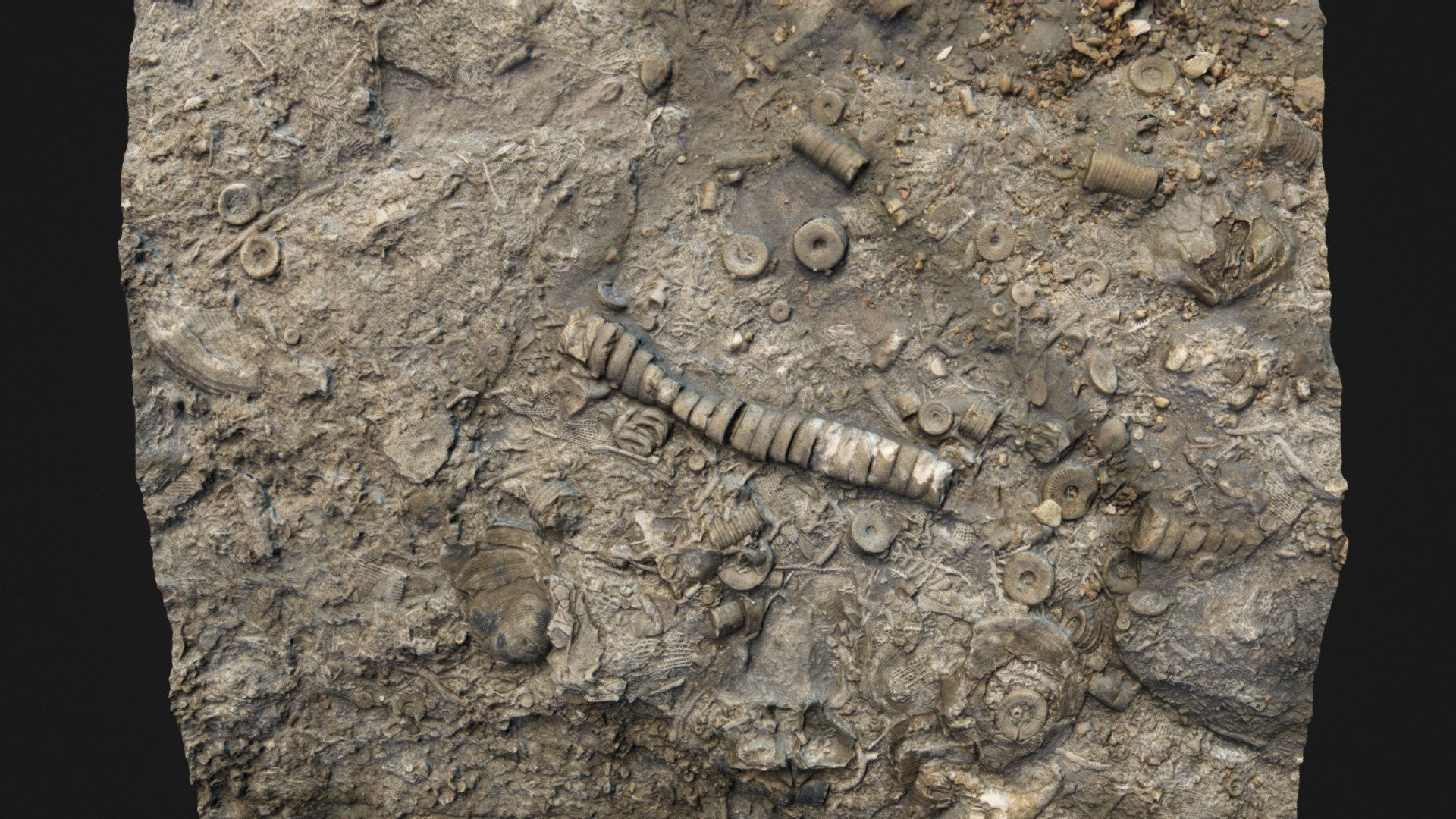 Hook Head fossils - 3D model by hfenton [e173dbf] - Sketchfab