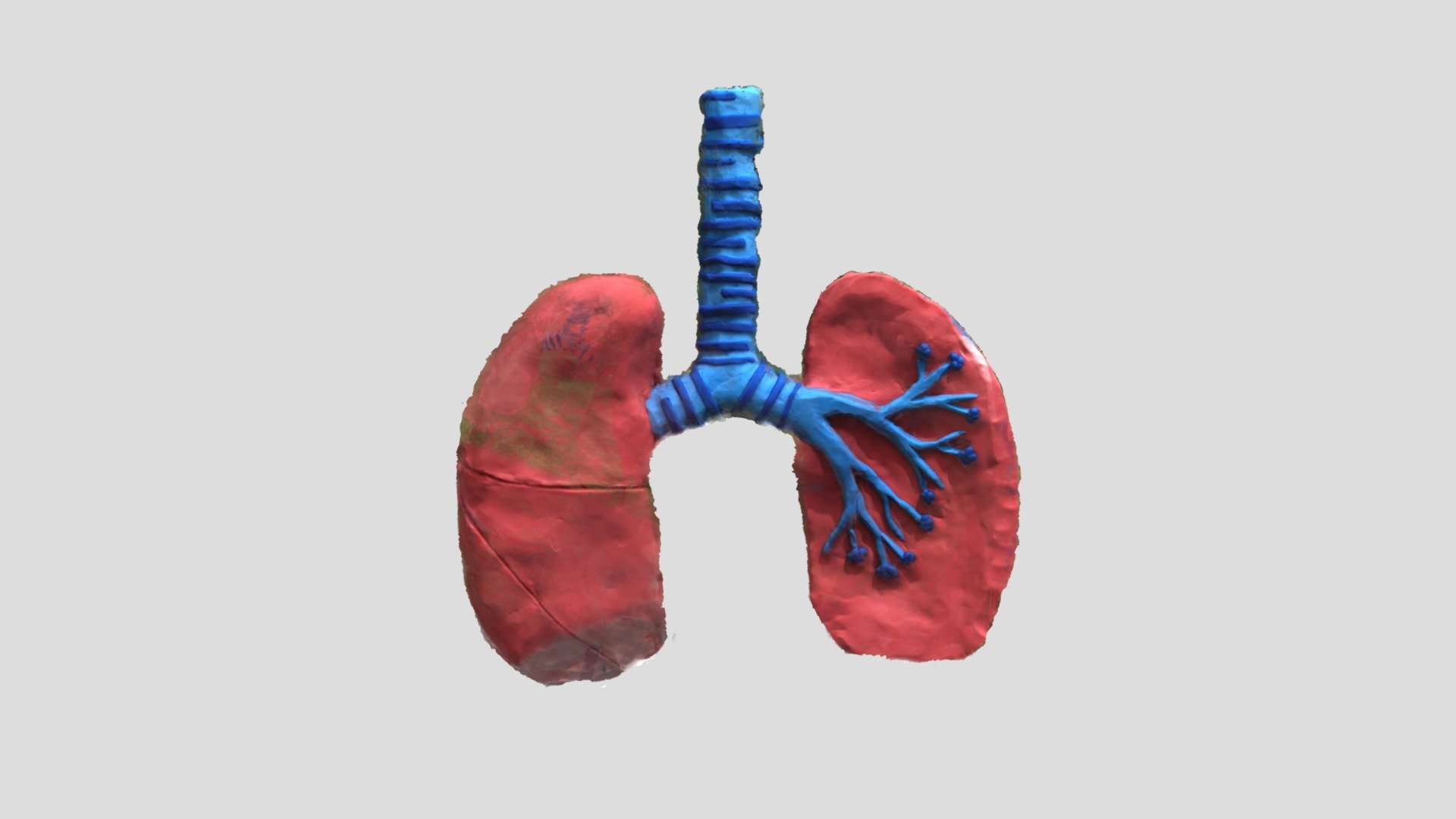 C1 Lung Lobes Model - 3D model by Group C1 (@zd247) [e187ebb] - Sketchfab