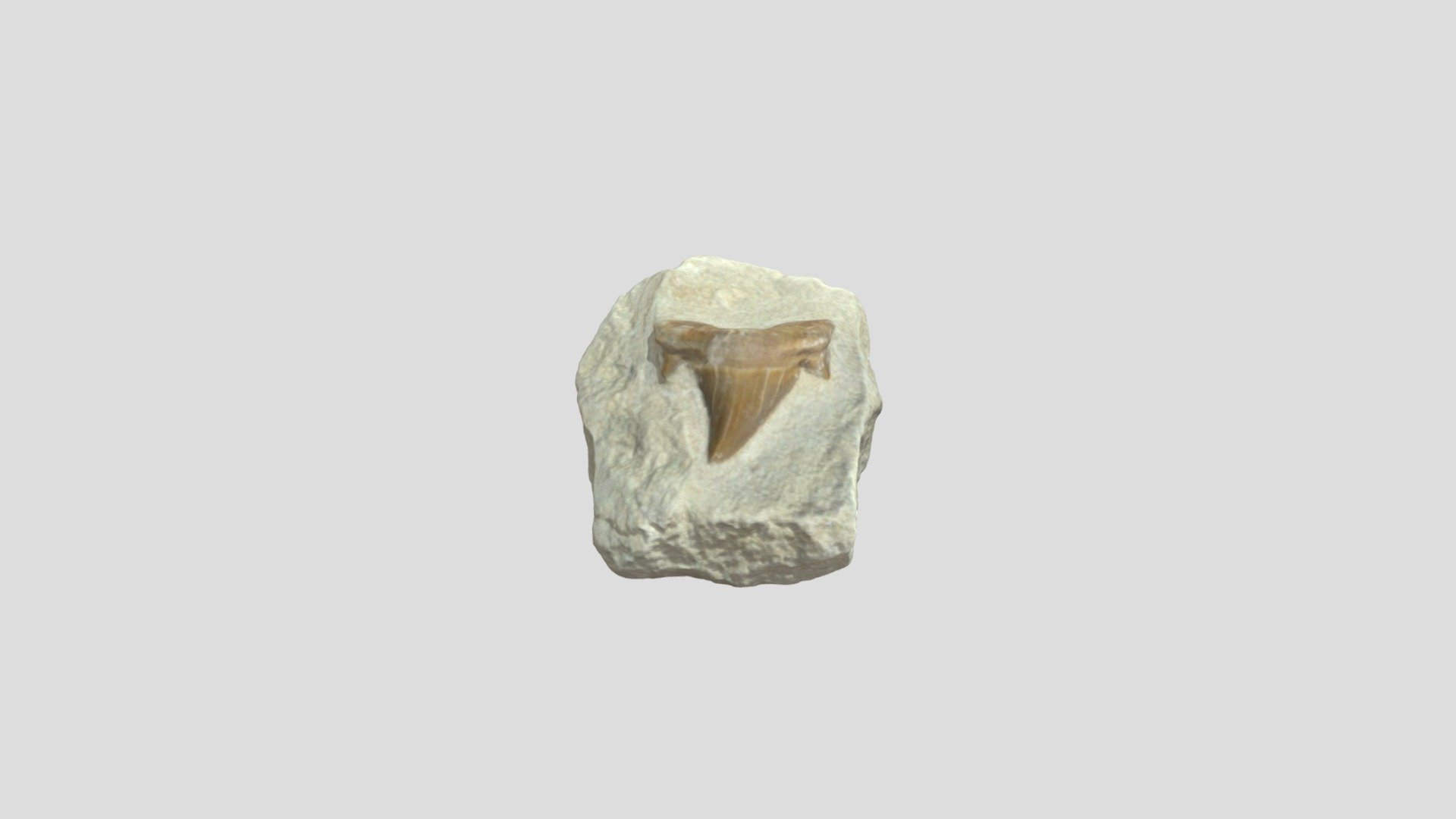 Shark tooth - 3D model by Aberdeen City Libraries ...