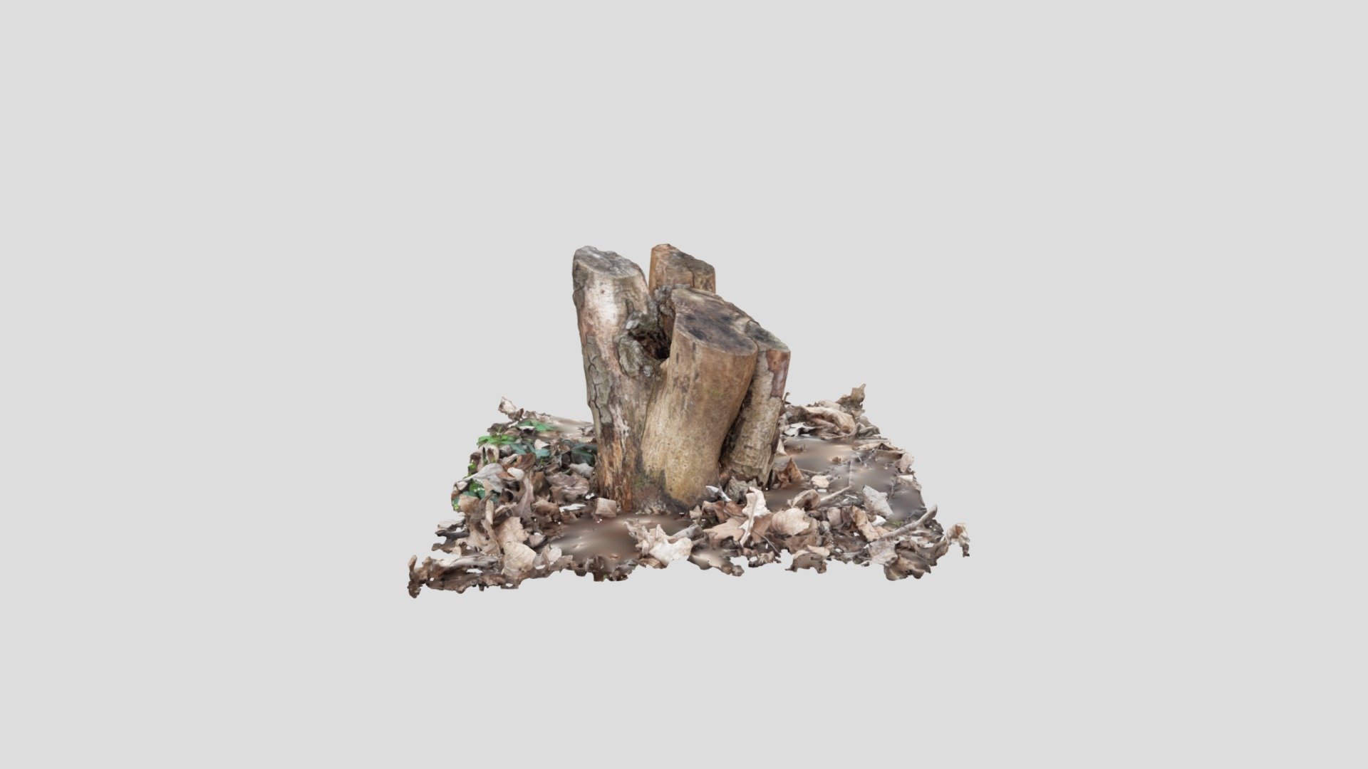tree_stump - Download Free 3D model by Vítek Chalany (@vchalany ...