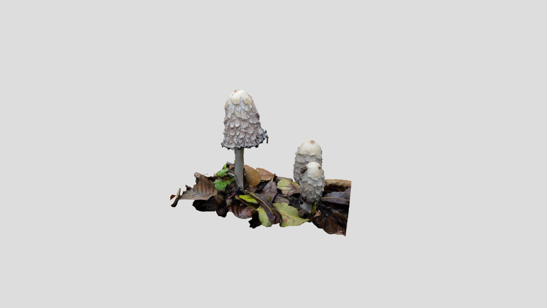 Ink cap scan - Download Free 3D model by CdLM.arts [e196cc0] - Sketchfab