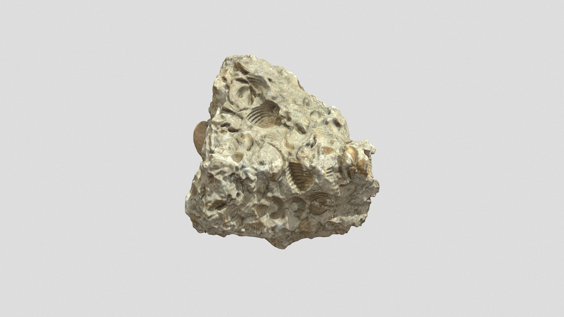 Calcare_a_bivalvi - Download Free 3D model by Atlante virtuale 3D ...