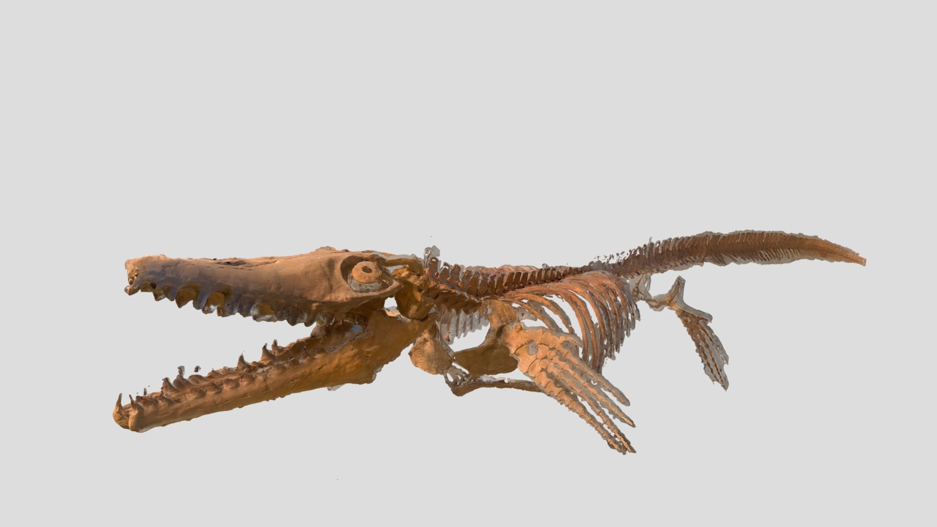 Dino Mososaurus - 3D model by Georgios Trichopoulos (@gtricho) [e19ac2c ...
