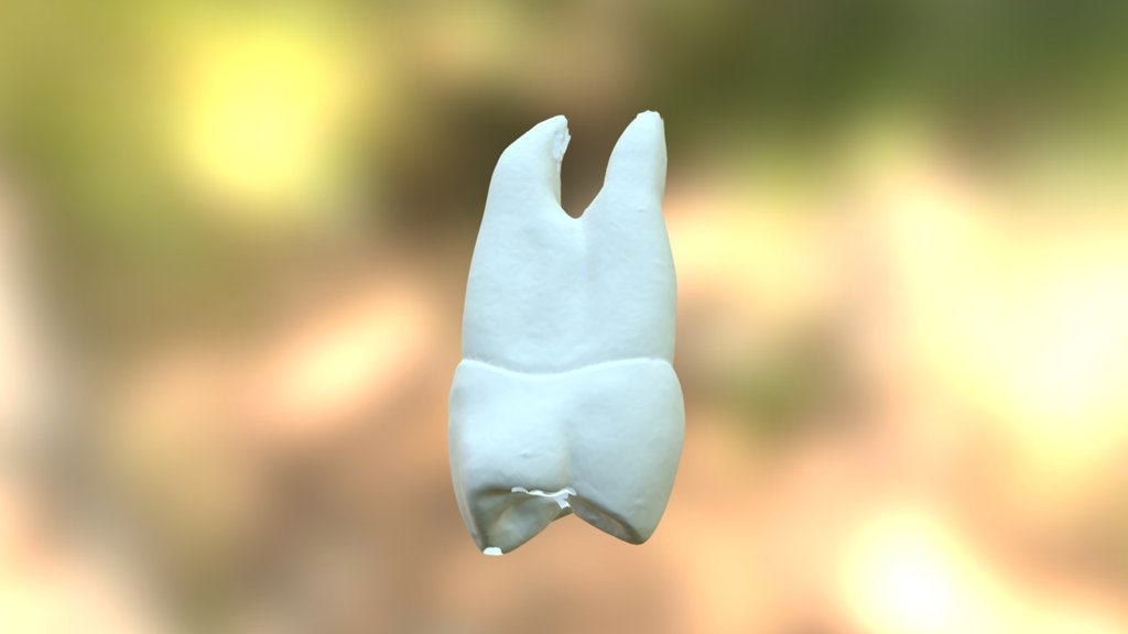 ECU Tooth 03 - 3D model by Steven Lichti (@slichti) [e19f0ab] - Sketchfab