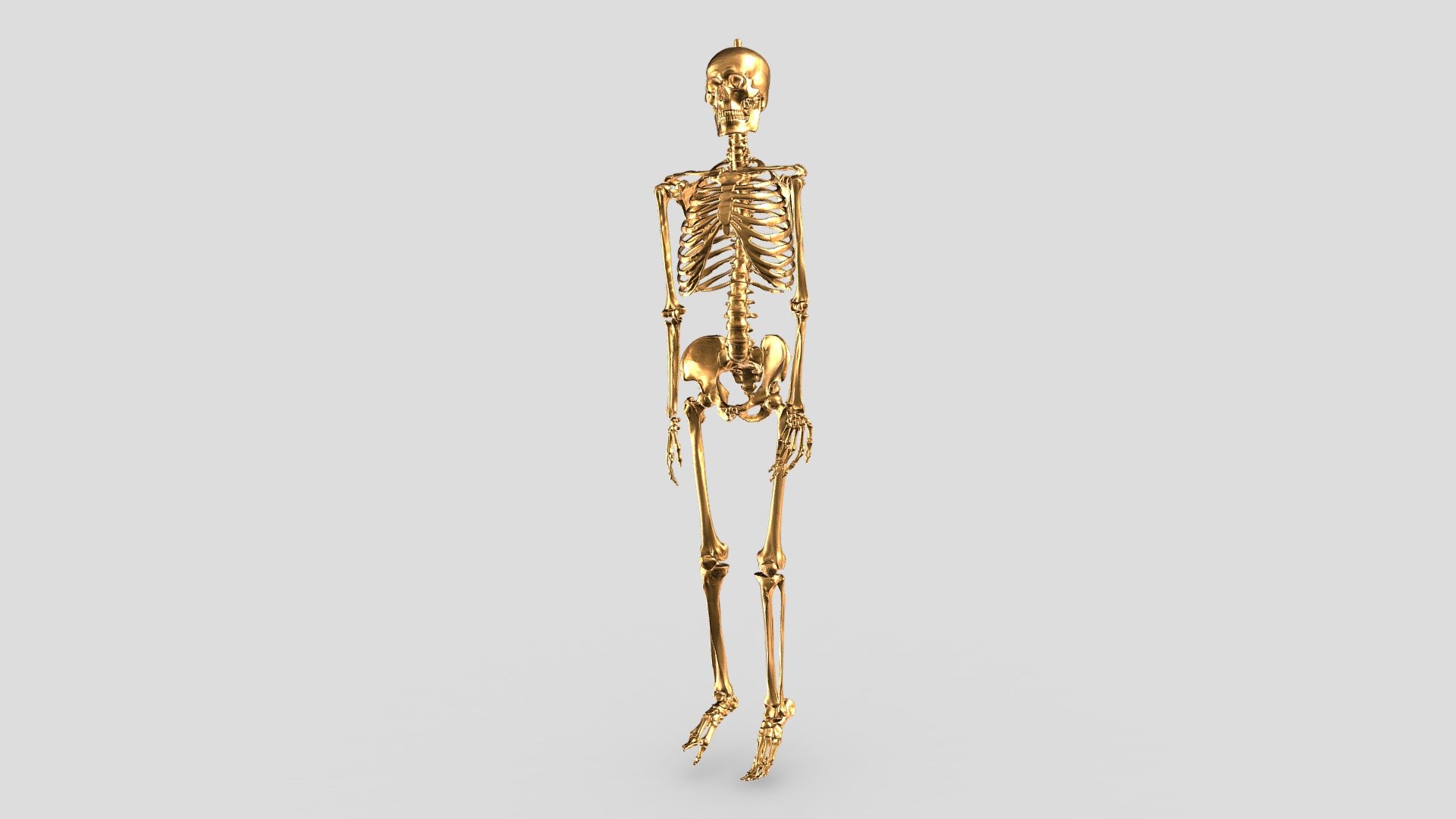 Human Skeleton HD - Download Free 3D model by Diana Liu (@Diana123456 ...