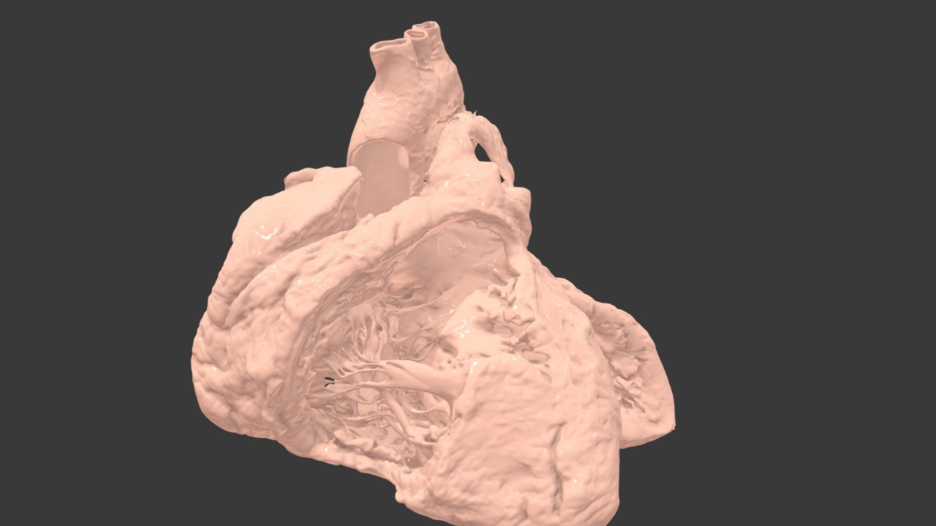 Normal #4 - Normal heart {S,D,S} - 3D model by heartmodels [e1a5674 ...