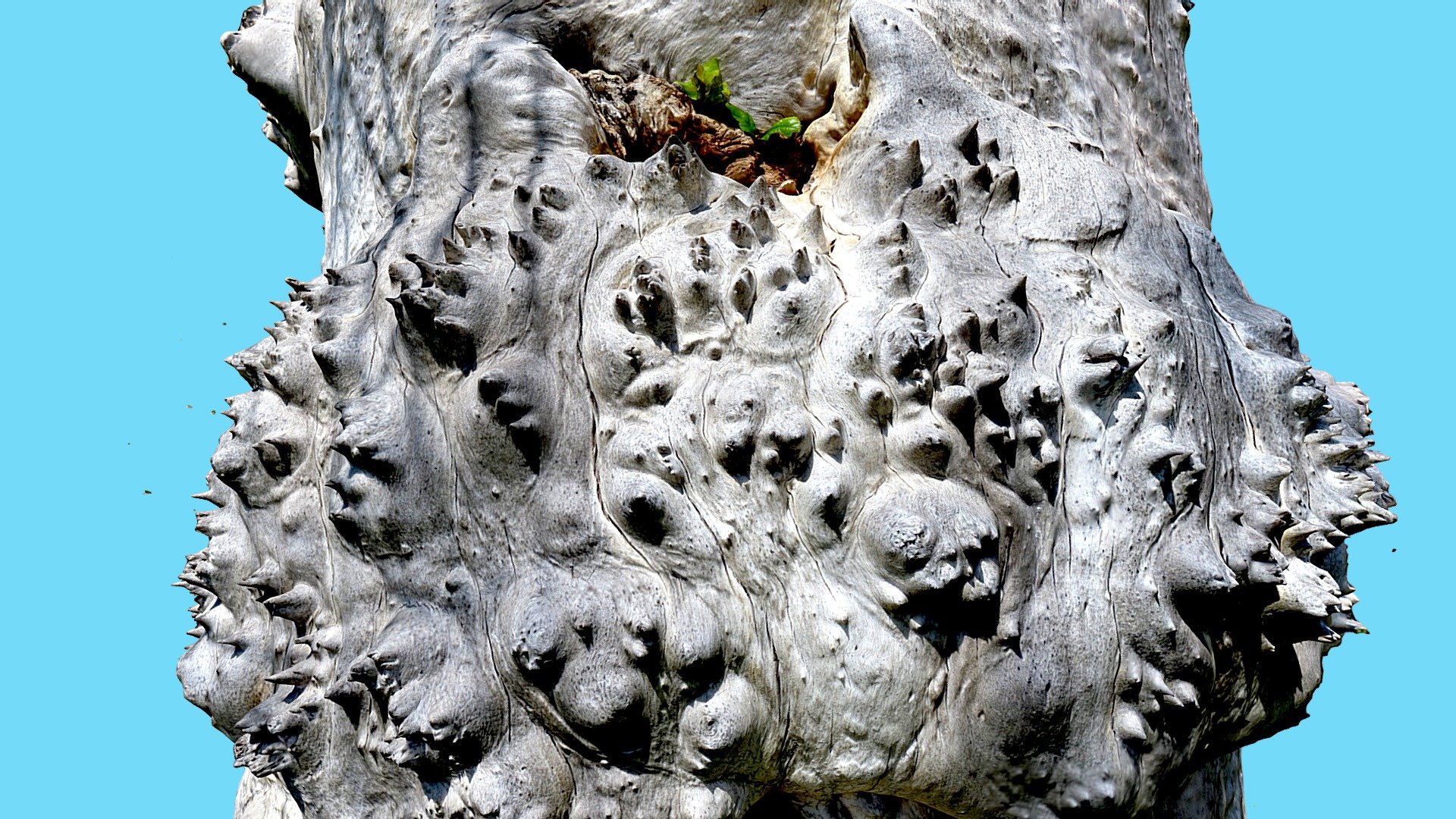 Sycamore Trunk - Buy Royalty Free 3D model by John Toeppen (@toeppen ...